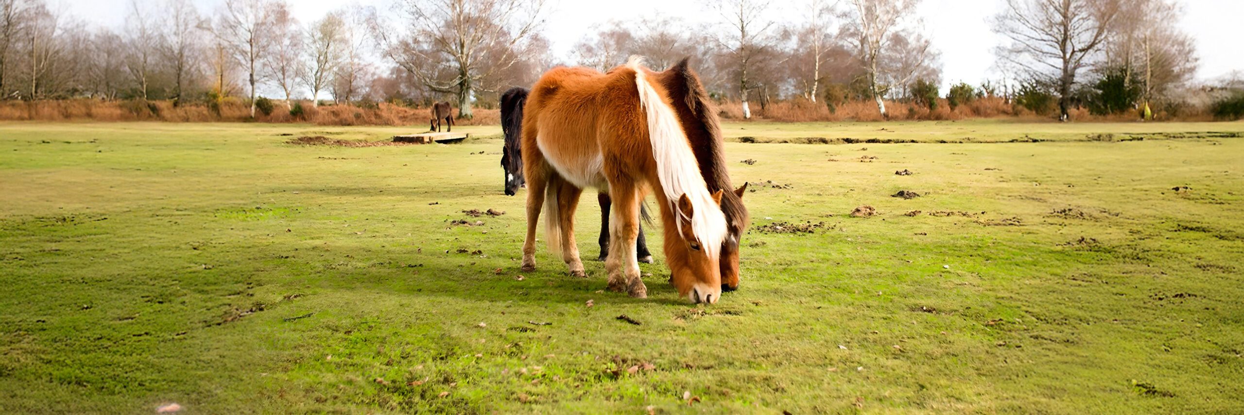 Where and How to See The Native Ponies of the New Forest
