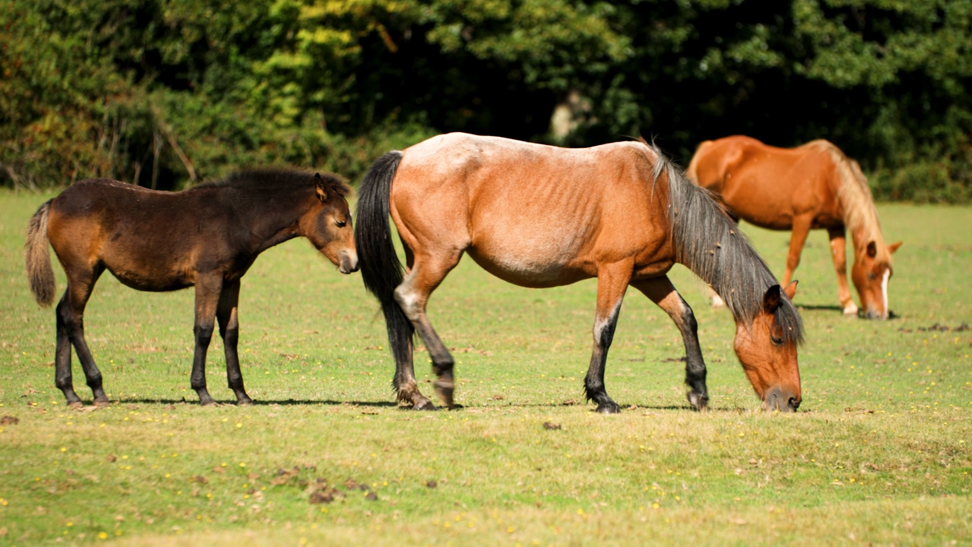 Where and How to See The Native Ponies of the New Forest