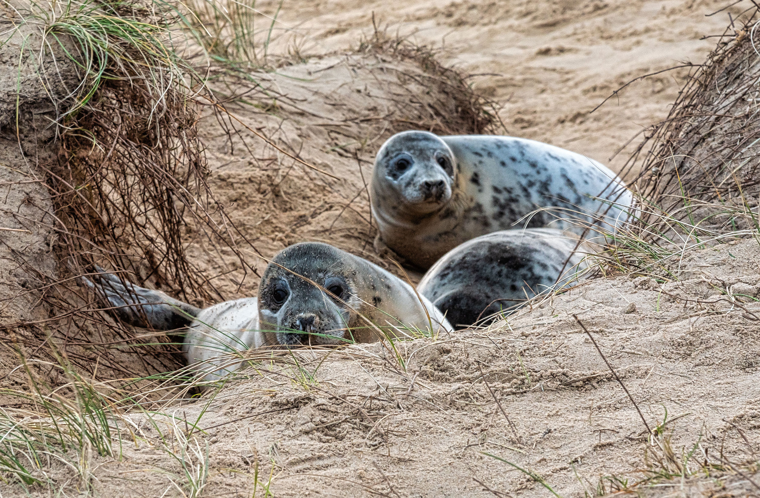 Seal Watching in Norfolk: The Best Beaches To See Seals