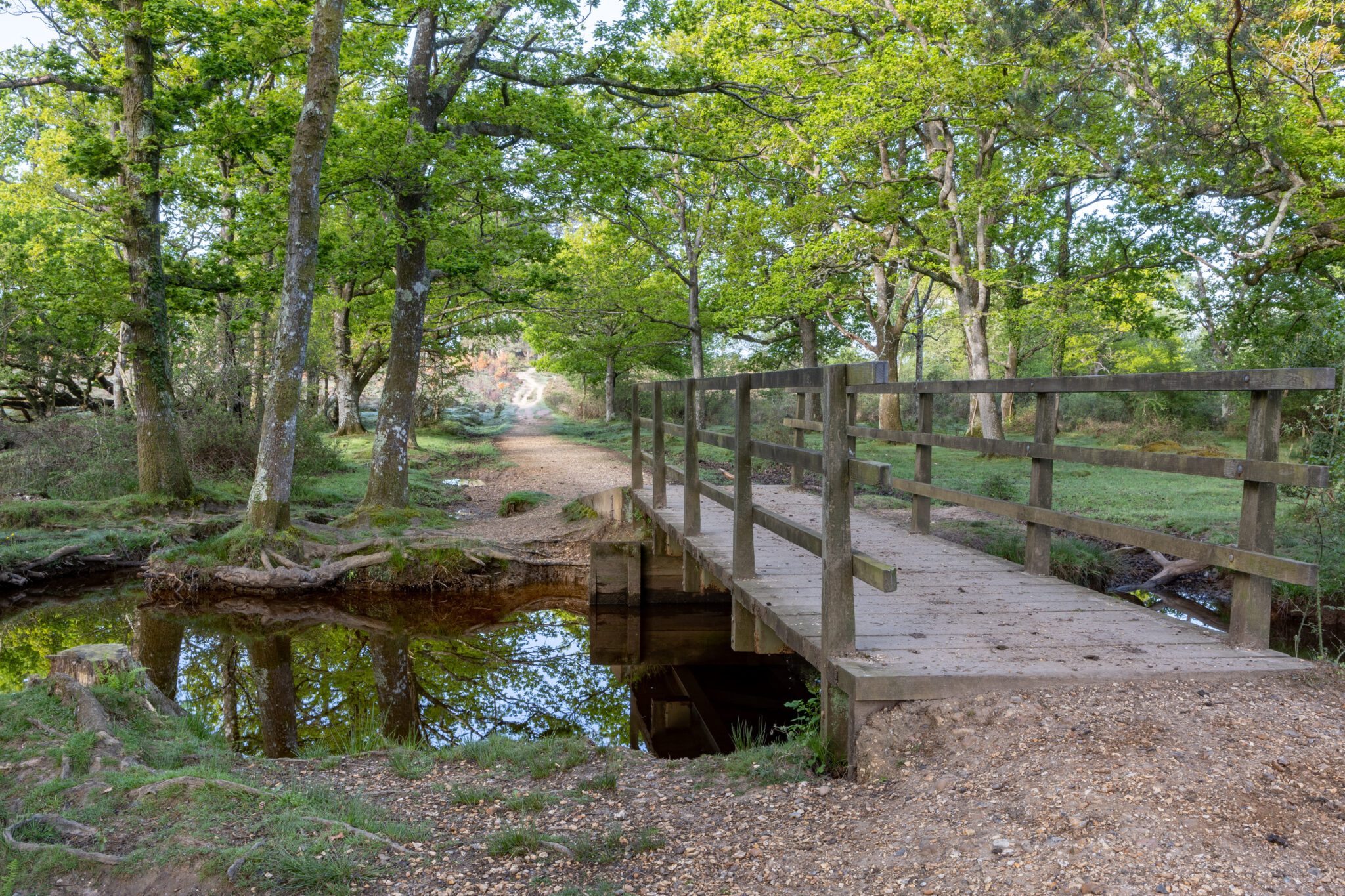 Where To Wild Swim In The New Forest | Lovat Parks