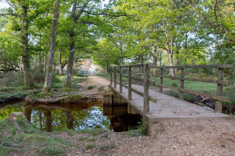 Where To Wild Swim In The New Forest | Lovat Parks
