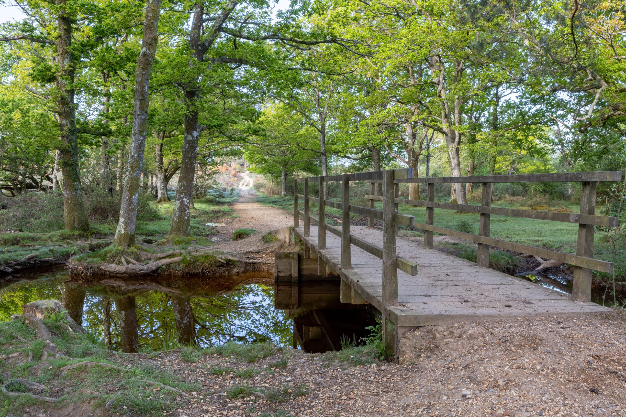 Where To Wild Swim In The New Forest | Lovat Parks