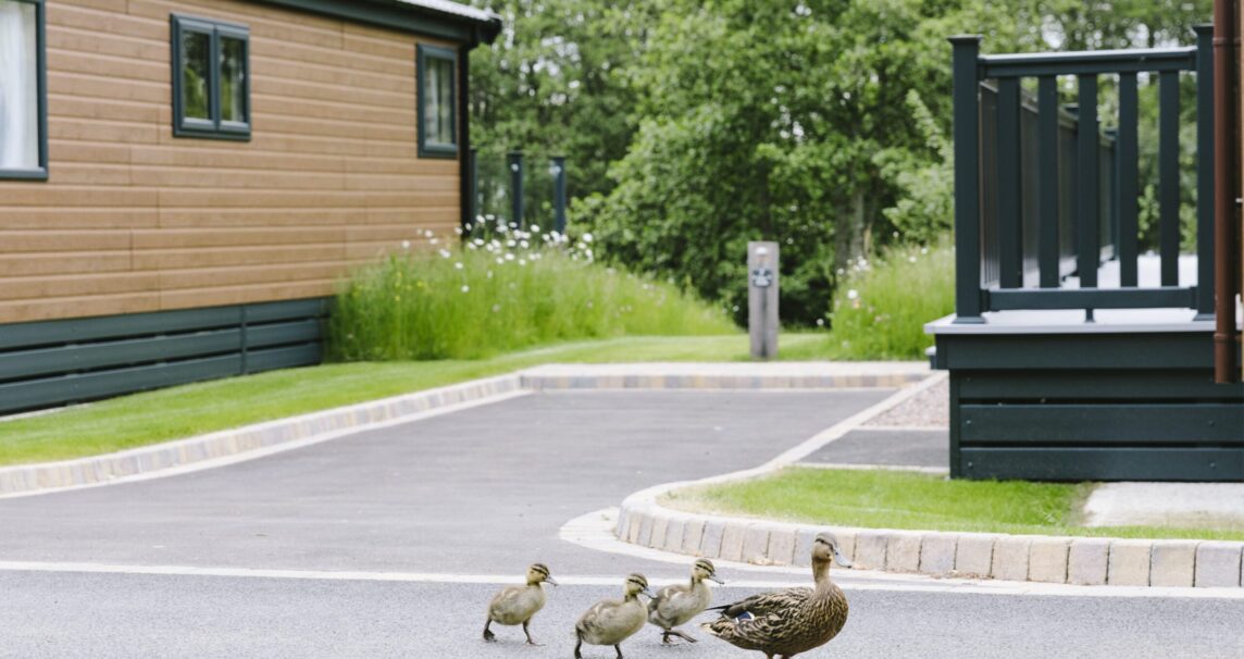 Book A Luxury Lodge Holiday for 2026 | Lovat Parks