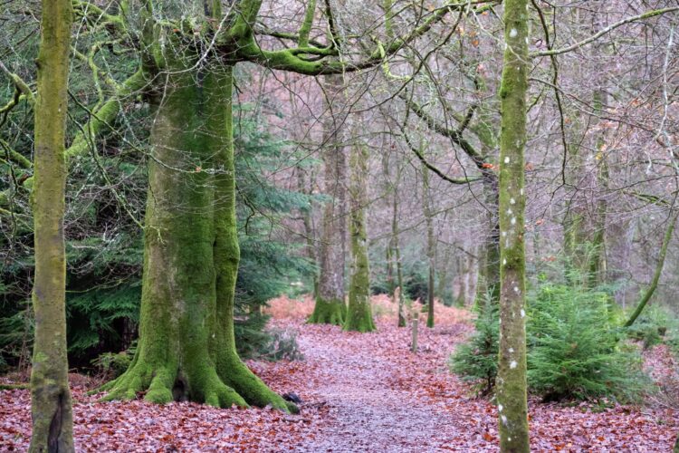 New Forest Circular Walks: Our Favourite Woodland Loops