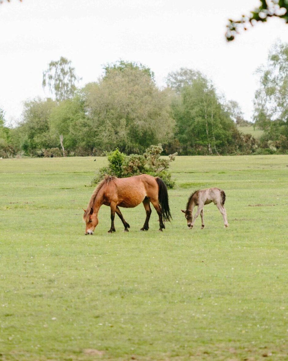Our Beautiful Holiday Park Locations | Lovat Parks