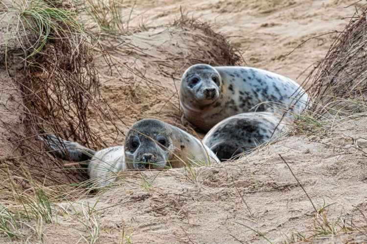 Seal Watching in Norfolk: The Best Beaches To See Seals