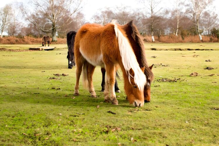 Where and How to See The Native Ponies of the New Forest